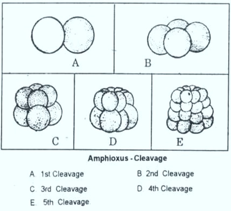 AMPHIOXUS REPRODUCTION-POST FERTILISATIO CHANGES | BIOZOOM